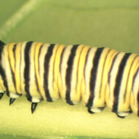 Life Cycle • Monarch Joint Venture