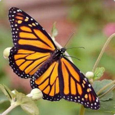 Life Cycle • Monarch Joint Venture