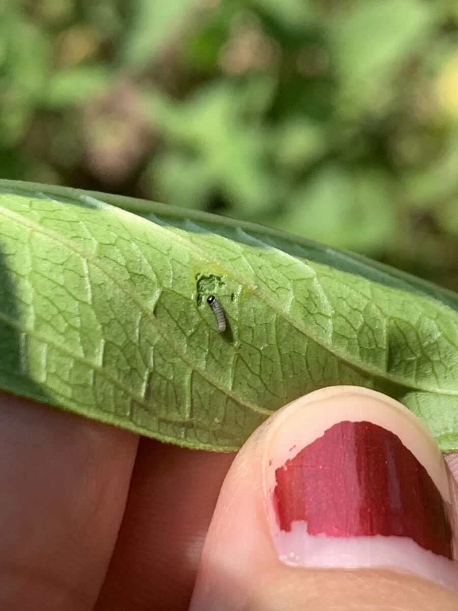 Life Cycle • Monarch Joint Venture