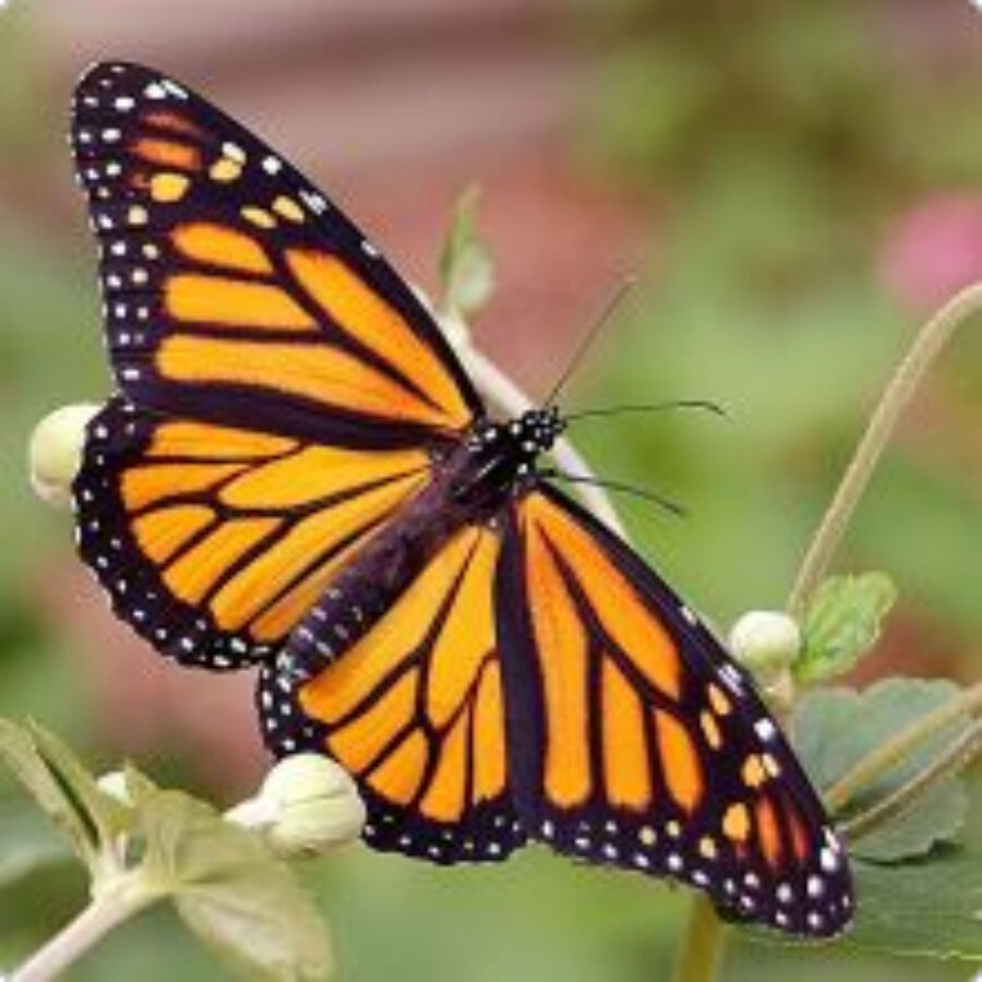 Life Cycle • Monarch Joint Venture