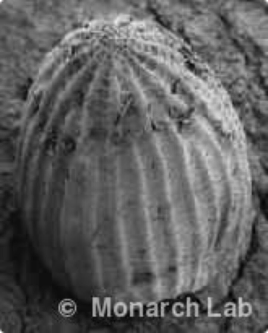 Life Cycle • Monarch Joint Venture